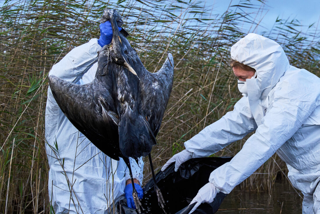 Game commission monitors avian influenza in wild birds | News, Sports ...